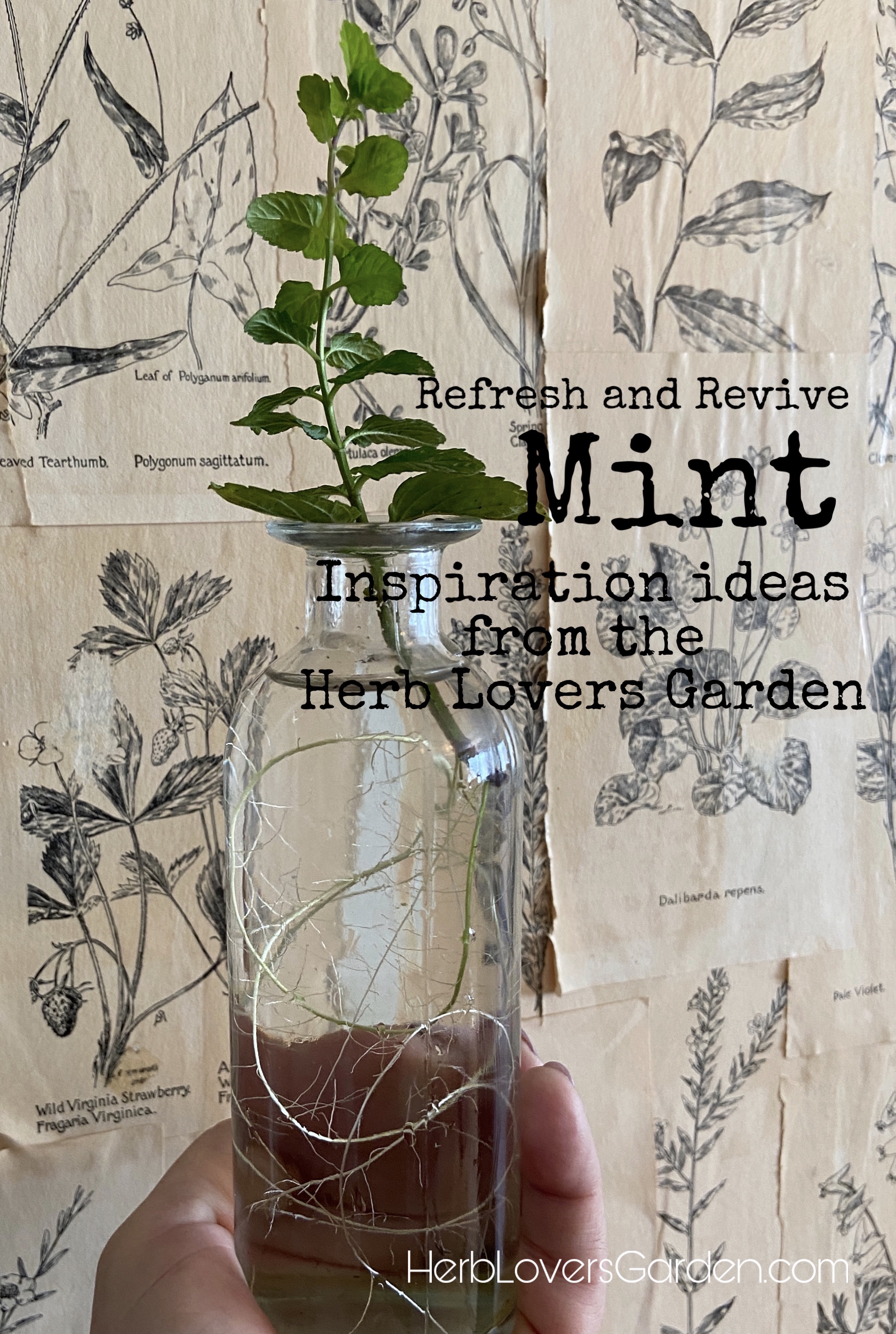 Refresh and Revive Mint – The Herb Lover's Garden