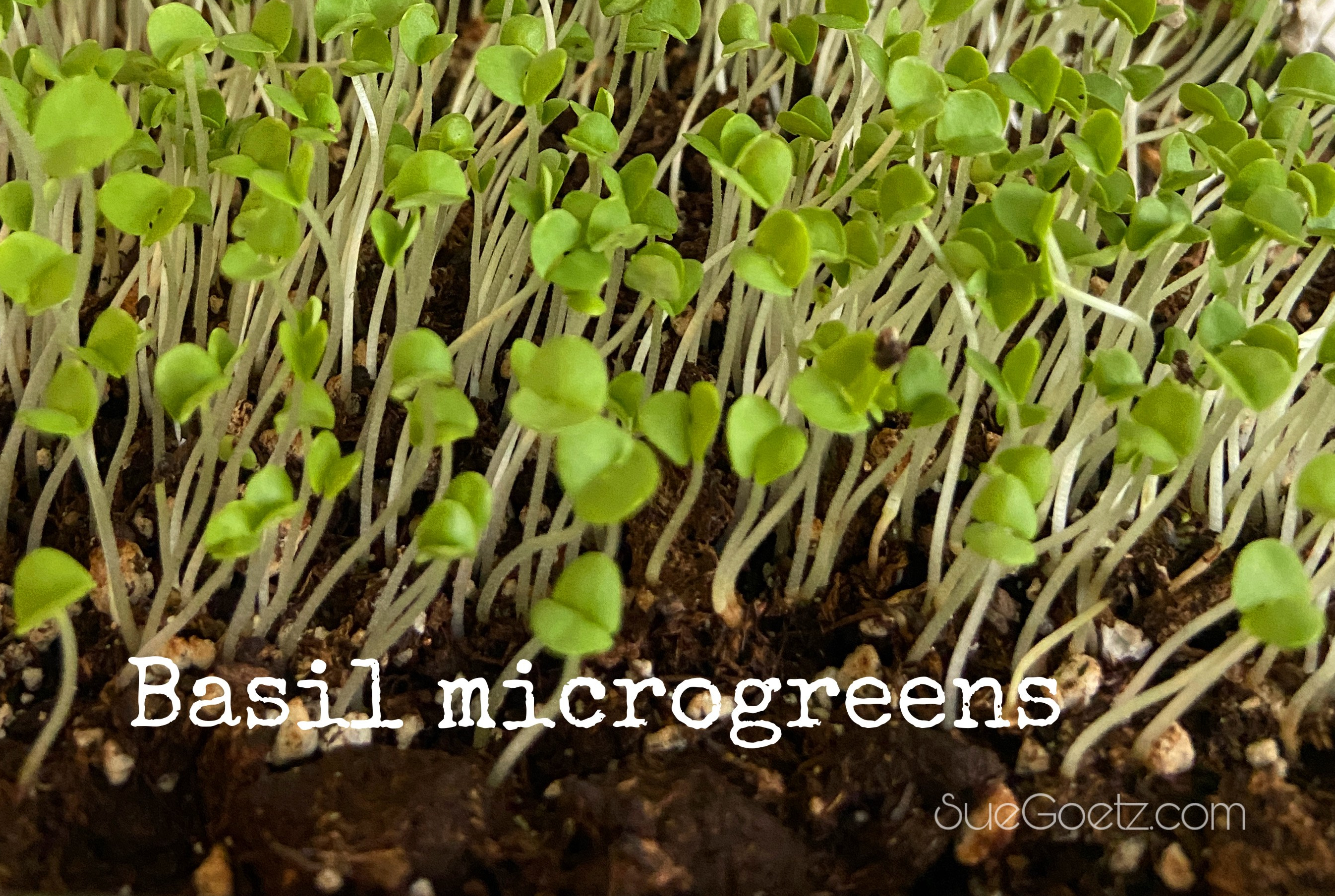 Herbal Microgreens – The Herb Lover's Garden