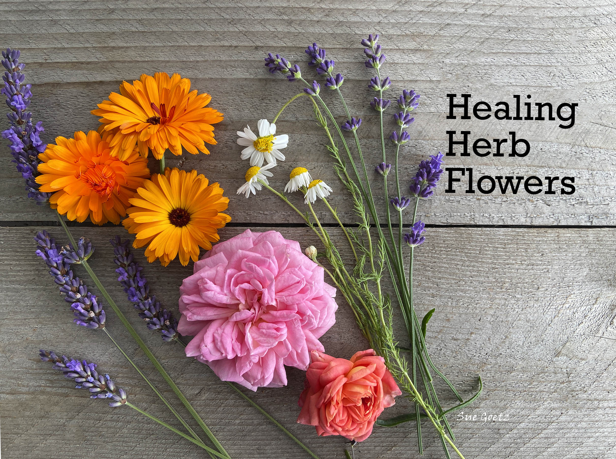Healing Flowers – The Herb Lover's Garden