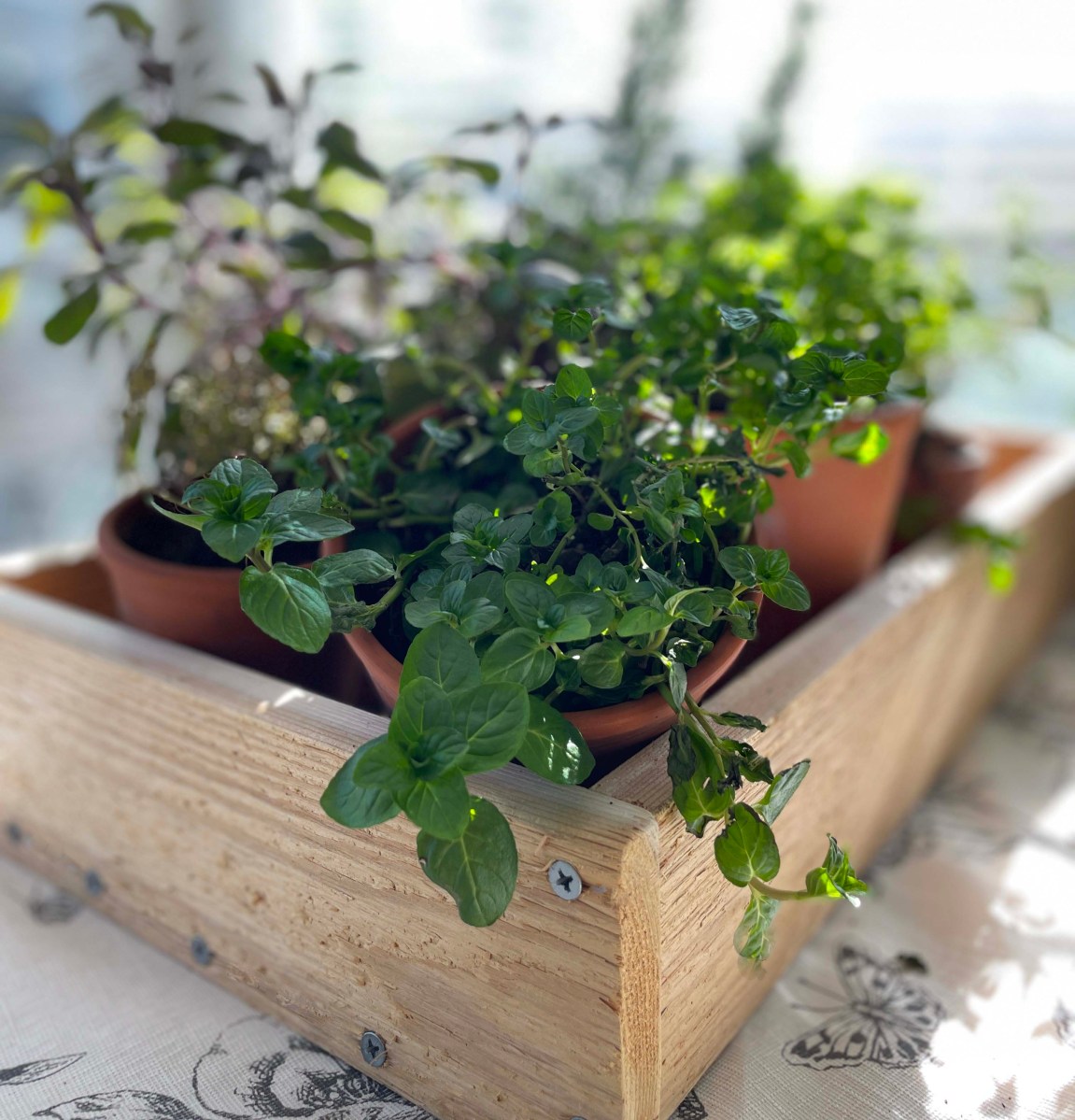 Make this! Wood Plant Flats! – The Herb Lover's Garden